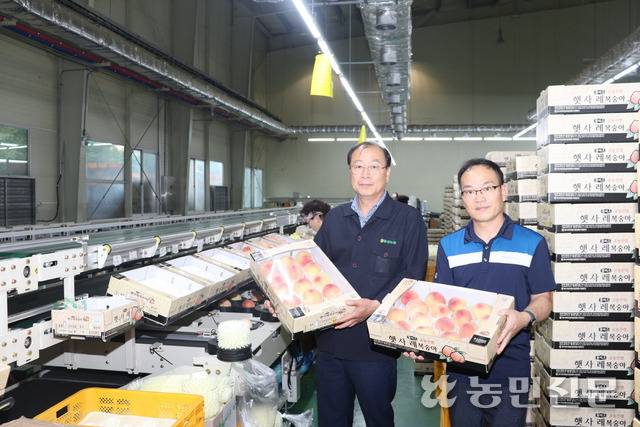 ‘햇사레 복숭아 본격 출하품질 앞세워 소비자 공략