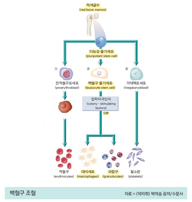 백혈구 수치 올려주는 주사 대체 어떤 성분이길래 의사가 설명하는 약물 이야기