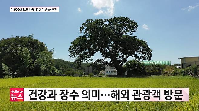 기장 1300살 느티나무 천연기념물 추진 지역연구소 지랩