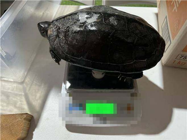 전통시장에서 팔던 토종 거북알고 보니 천연기념물