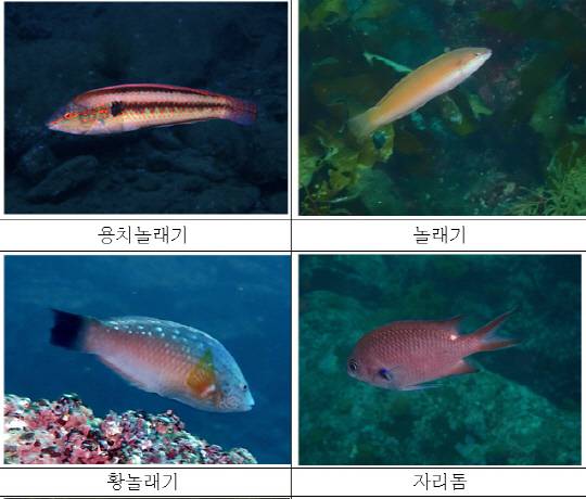 울릉도 인근 바다 물고기 절반이상 열대어류 확인