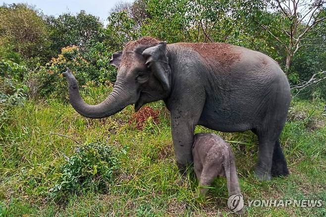 코끼리부터 코뿔소까지인니서 멸종위기종 새끼 잇따라 태어나