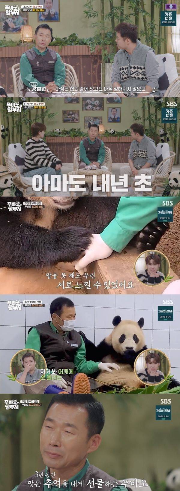 강바오 강철원 푸바오와 내년 꽃 피기 전 이별 행복한 판생살길 텔리뷰