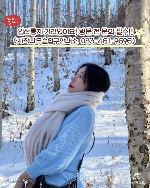 강원도 인제 속삭이는 자작나무숲 입산시기 입장료 주의사항 여행톡톡