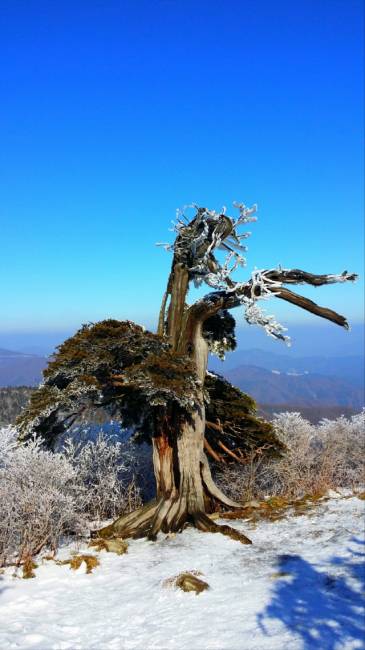 최동열의 산썰山說 20 태백산 설산雪山의 진경산수화에 홀리다