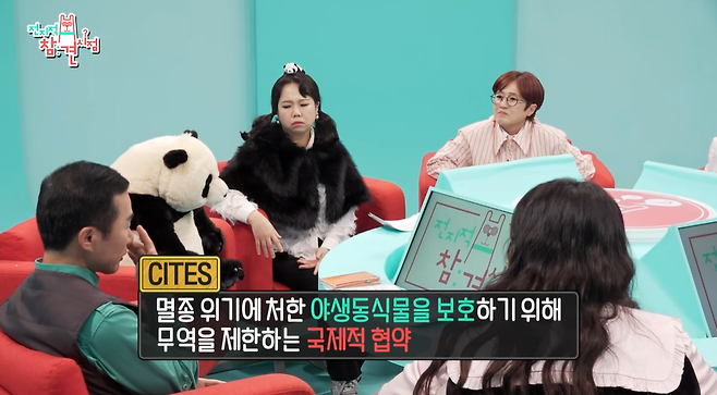 벚꽃 피기 전에 한국 떠난다는 푸바오 에브리원해