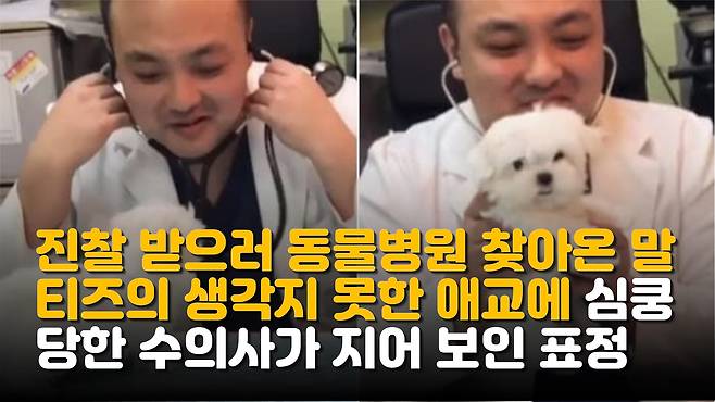 추운 날씨에 곰돌이 모자 씌워줬을 뿐인데 너무 귀여워 시선 강탈하는 먼치킨 고양이 애니멀 플래닛