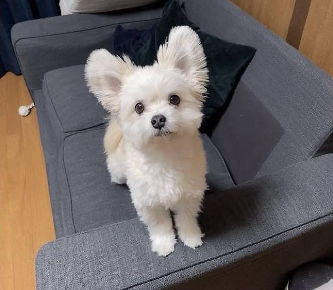 누워서 핸드폰 보는 아빠의 얼굴에 엉덩이 깔고 앉더니 해맑게 방긋 웃는 강아지 애니멀 플래닛