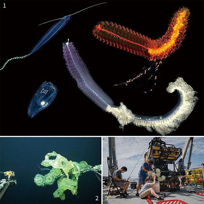 [이영완의 사이언스카페 | 멸종 위기 몰린 심해 동물 연구에 전기 마련] 바다 깊은 곳 신종(新種) 확인, ‘21년→분 단위’로 단축