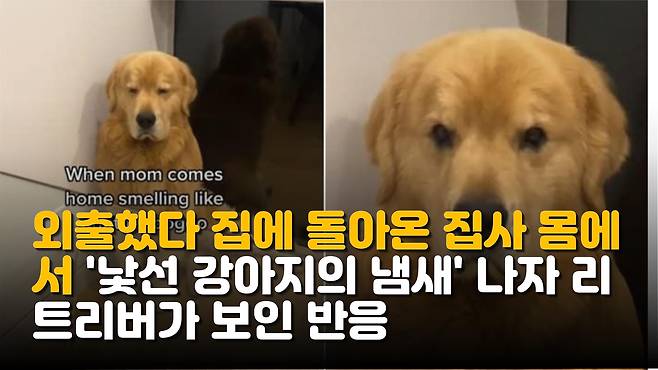 자존심 보통 아닌 고양이 3마리 한번에 번쩍 품에 안아든 집사가 마주한 상황 애니멀 플래닛