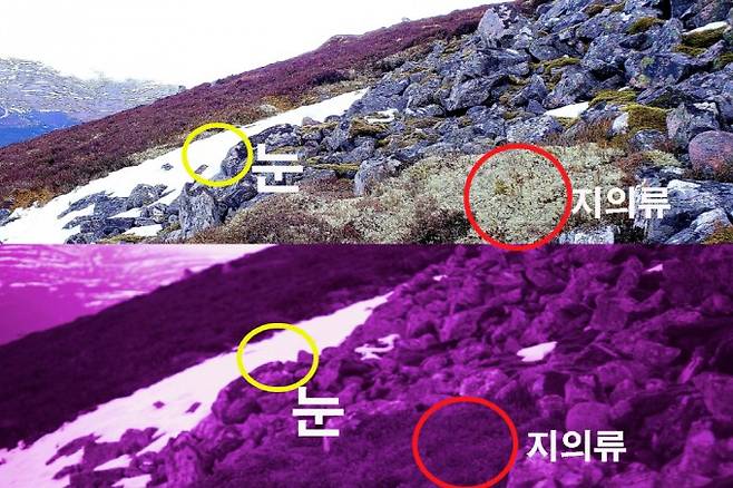 순록이 눈밭에서 먹이 찾는 비결