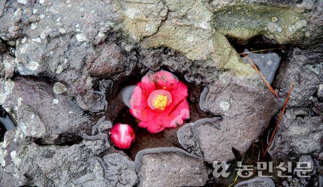 비 맞아 붉어지다 땅에서 다시 핀 꽃 동백