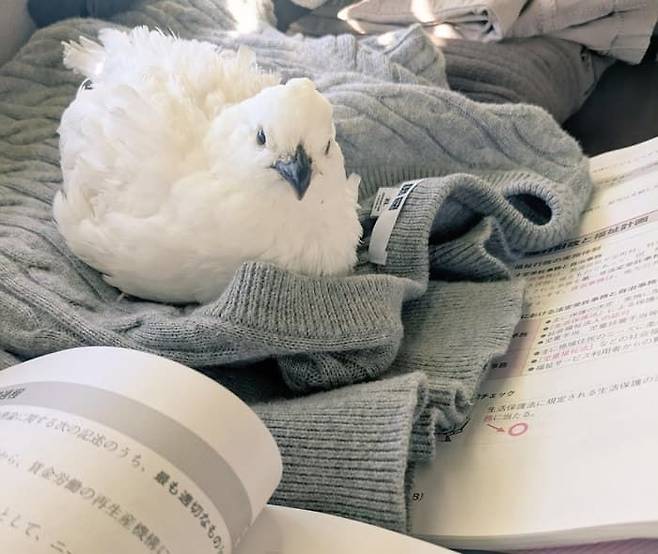 공부하는 집사 잘하고 있는지 감시하러 온 감독관 새가 5분 후에 보인 반응 애니멀 플래닛