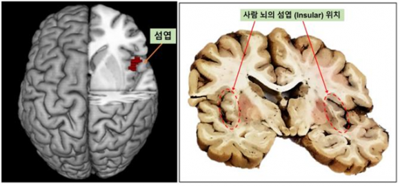 뇌부터 다르다 생사 달린 순간 남을 돕는 자 혼자 살려는 자 한국과학기술연구원kist 함께하는 과학 다이브