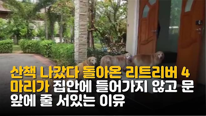하얀 얼굴에 검정색 머리띠 착용한 것 마냥 독특한 무늬 가지고 있어 귀여운 고양이 애니멀 플래닛