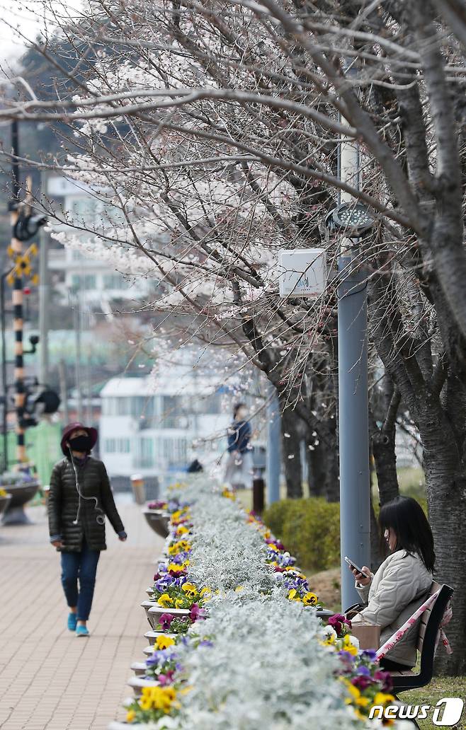 진해 경화역공원 벚꽃