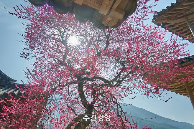 전남 구례 화엄사 홍매화 이토록 성마른 봄이라니 정태겸의 풍경 63