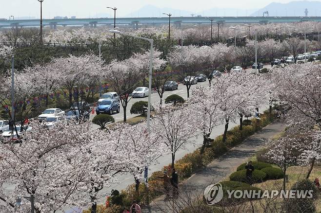 벚꽃 활짝부산서 봄맞이 축제 다채