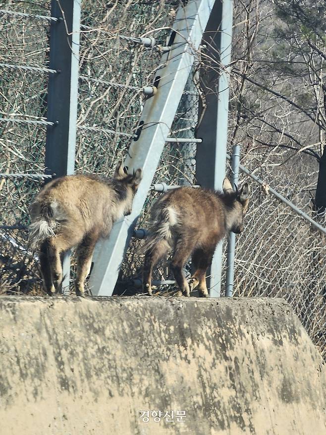 영상 차도와 돼지열병 울타리 사이···떼죽음 위기 천연기념물 산양