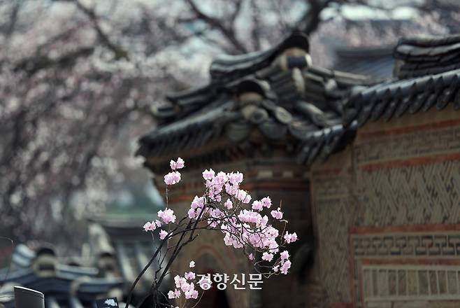 석어당 살구꽃으로 봄 맞는 덕수궁 정동길 옆 사진관