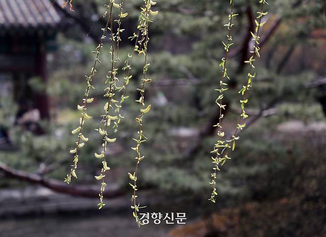 석어당 살구꽃으로 봄 맞는 덕수궁 정동길 옆 사진관