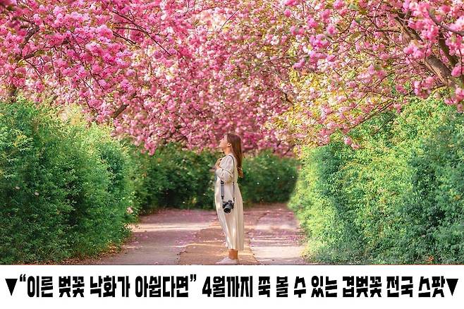 벚꽃엔딩은 여기” 인생샷 건지는 전국 겹벚꽃 명소 여행을말하다