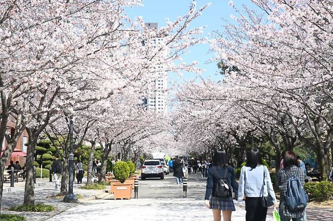 부산 벚꽃명소 국립부경대 올해도 핑크캠퍼스 ‘활짝