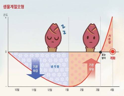 벚꽃 개화 시기 예측 맞출 방법이 있다는데 김민철의 꽃이야기