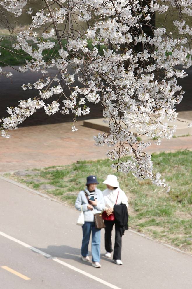 머니s포토 안양천·충훈벚꽃길 따라 봄날 만끽해 볼까