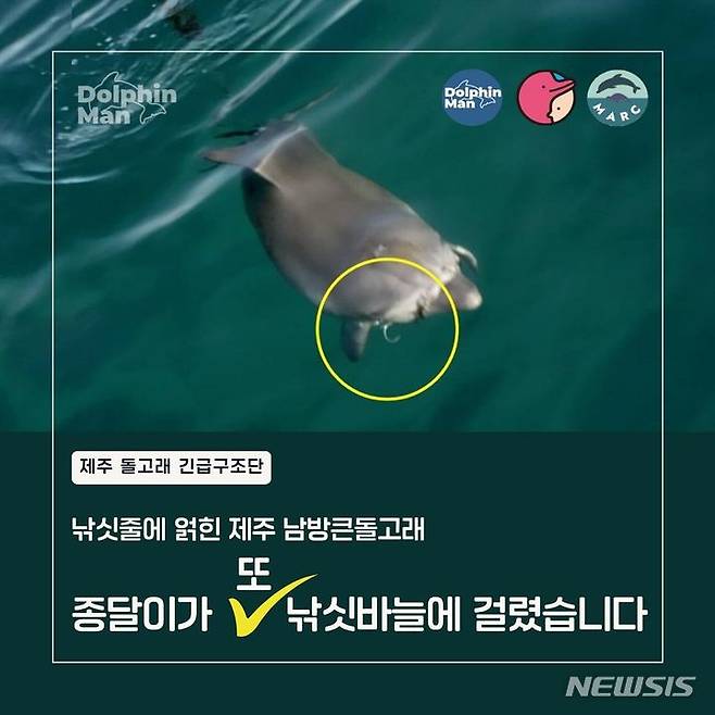 새끼 돌고래 종달 이번엔 낚싯바늘에 걸렸습니다