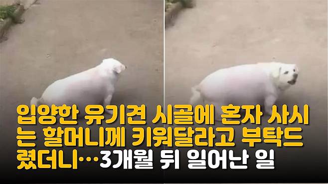 사랑과 애정이 가득 담긴 손가락 하트 내밀어 보였더니 고양이가 보였다는 반전 반응 애니멀 플래닛
