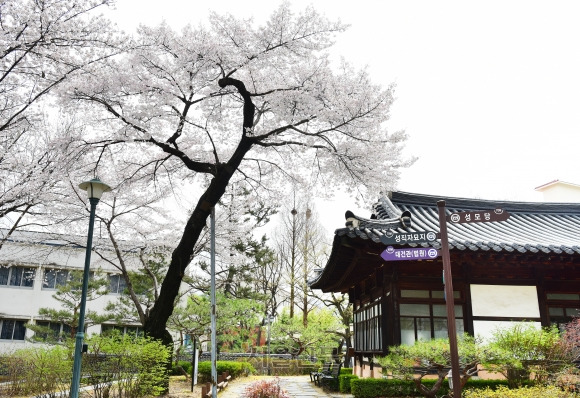 파란 눈 선교사가 남긴 선물 ‘벚꽃 엔딩 마음의 쉼자리