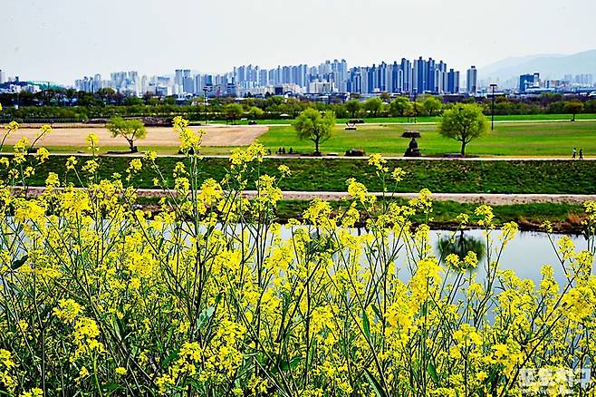 포토친구 금호강변의 봄