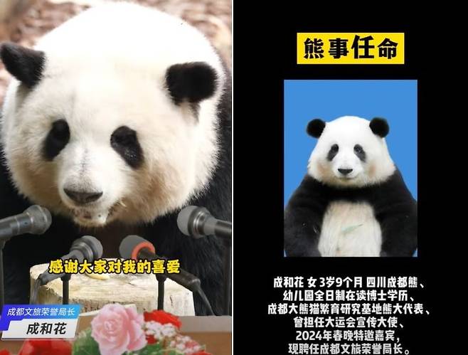 中 청두시 판다 화화 명예국장 임명관광객 유치 목적