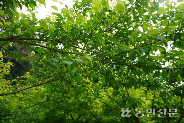 매실 주산지 광양·순천 2년 연속 대규모 냉해 발생