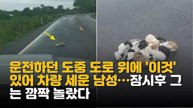 사람이라도 되는 것 마냥 벽앞에 두 발로 떡하니 서서 볼일 보는 중인 강아지 정체 애니멀 플래닛