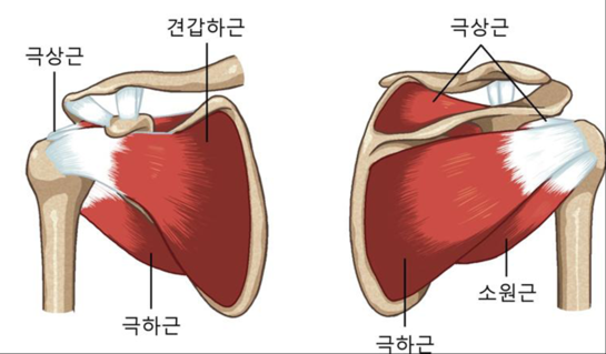 ‘오십견이겠지 방치하다 으악‘회전근개 파열 초기에 잡아라