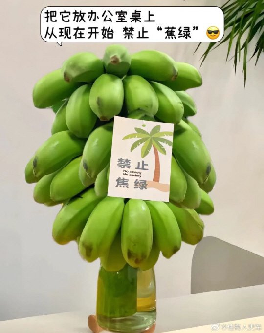 사무실서 녹색 바나나 키운다요즘 中직장인들이 꽂힌 이유