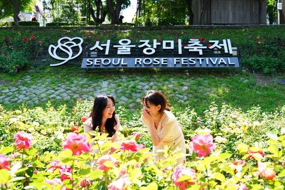 장미의 계절 용인 에버랜드·서울 중랑구·광주 조선대 등서 축제