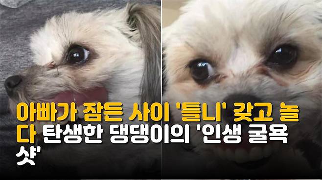 자기 죽음 본능적으로 직감하고 품에 새끼 끌어 안으며 작별 인사하는 어미 사자 애니멀 플래닛