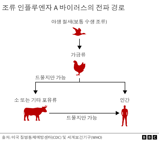 미국 조류독감 바이러스 왜 우유에서 검출됐나마셔도 안전할까 Bbc News 코리아