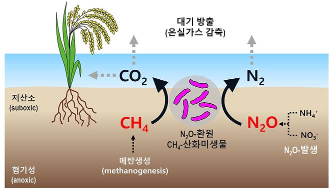 초강력 온실가스 ‘메탄·아산화질소 한 번에 잡는 미생물 찾았다
