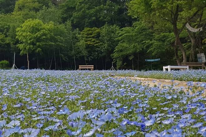 하늘색 꽃 물결을 국내에서도 감상할 수 있네 곧 볼 수 있는 네모필라 여행지 여행탐구