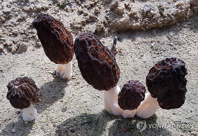 희귀버섯 모렐버섯 하우스 재배