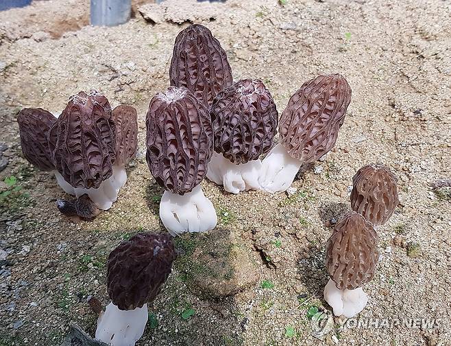 농진청 세계적 희귀버섯 모렐버섯 인공 재배 성공