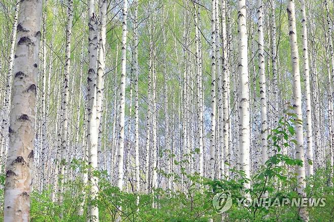 인제 자작나무숲 메인 별바라기숲 내일부터 개방