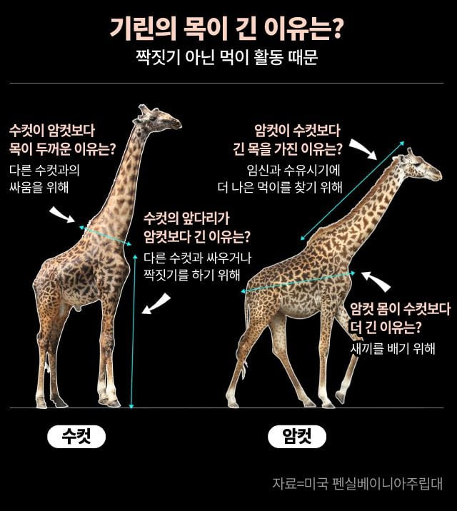 애니멀리포트 기린 목 길어진 까닭은 짝짓기보다 먹이 탓