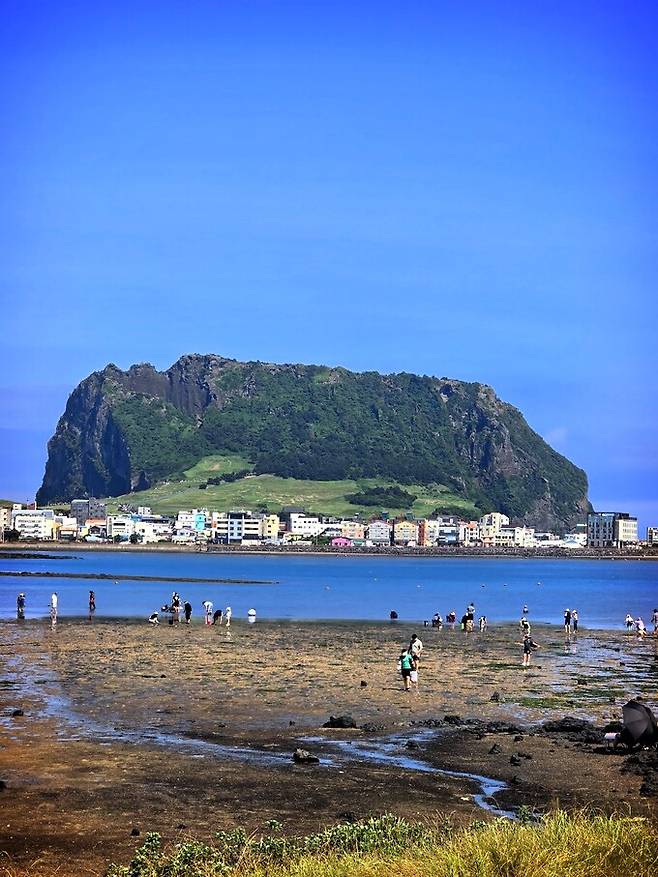 비 갠 뒤 눈부신 초여름 햇살 가득한 제주 바다해맞이 해안로 옥빛 바다·수국 거리에 매료