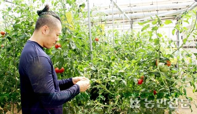 토마토뿔나방 전국 확산친환경농가 방제법 없어 ‘울상