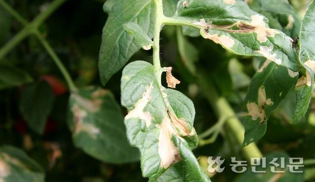 토마토뿔나방 전국 확산친환경농가 방제법 없어 ‘울상